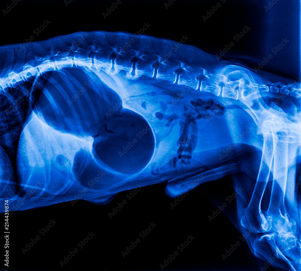 X-ray of dog lateral view with Gastric dilatation volvulus“GDV”or ...