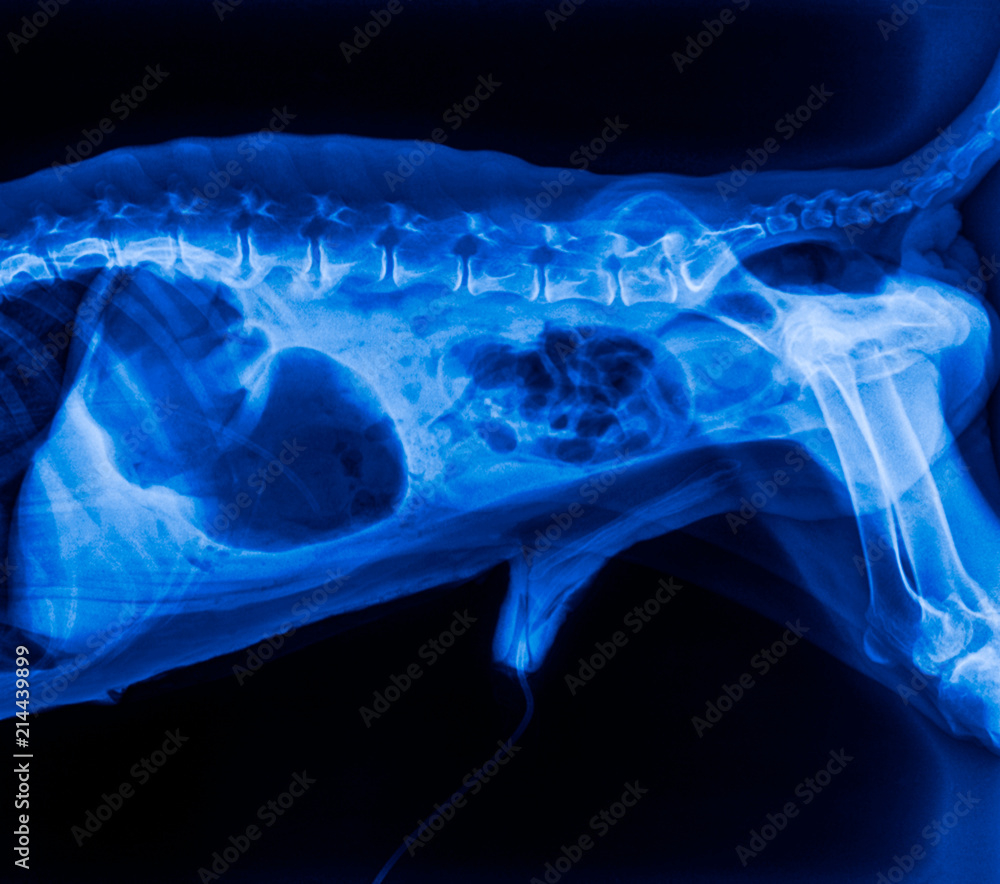 ภาพถ่าย Stock x-ray film of dog lateral view closed up in thorax ...