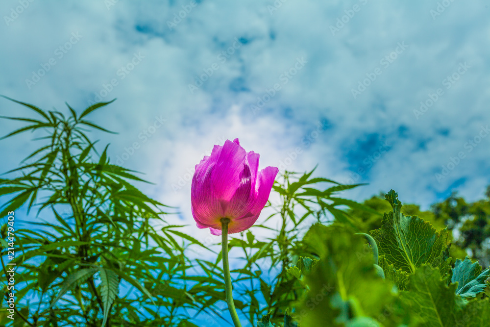 opium flower was planted for the show in Hmong tribal village in a ...