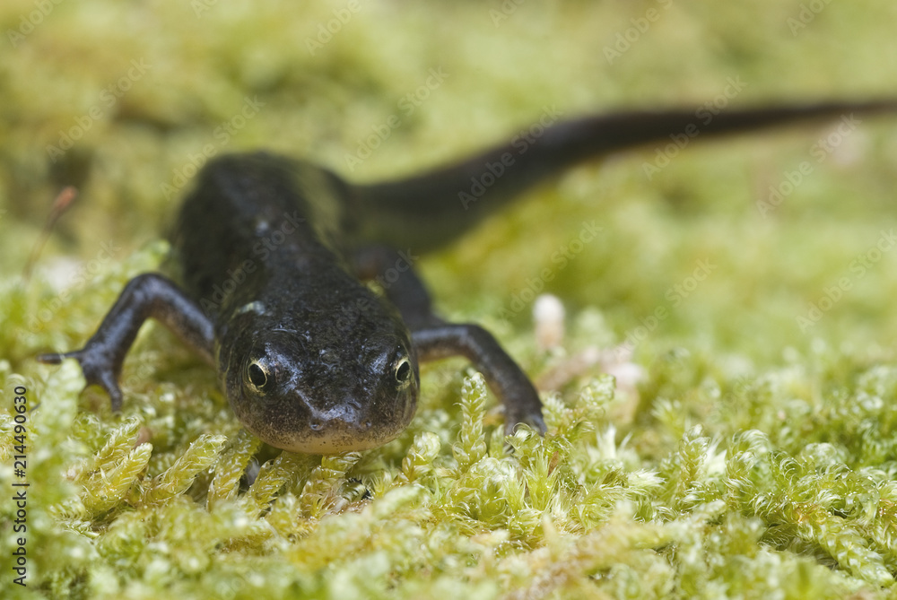 Foto de Stock Triturus boscai, Lissotriton boscai, Triton, Anfibio ...