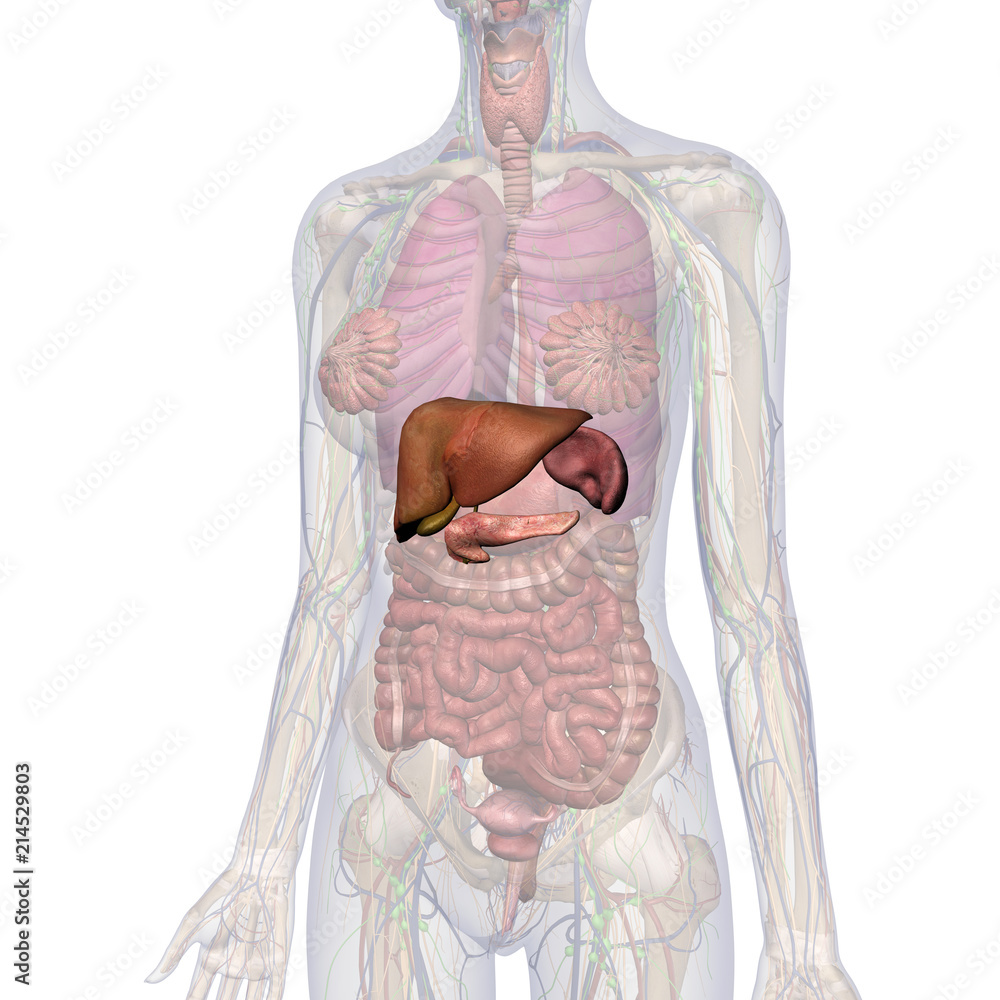 Liver, Gallbladder, Pancreas, Spleen and Abdominal Female Internal Anatomy Stock Illustration ...
