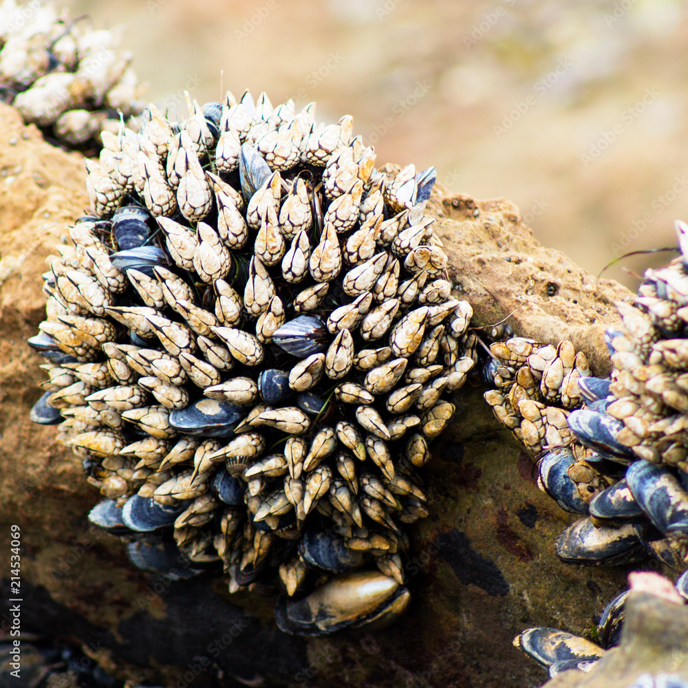 Barnacles and muscles attached to a rock during low tide. Southern ...