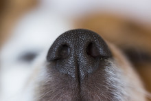Dog Nose Free Stock Photo - Public Domain Pictures