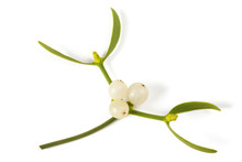 Mistletoe, White Berries Free Stock Photo - Public Domain Pictures