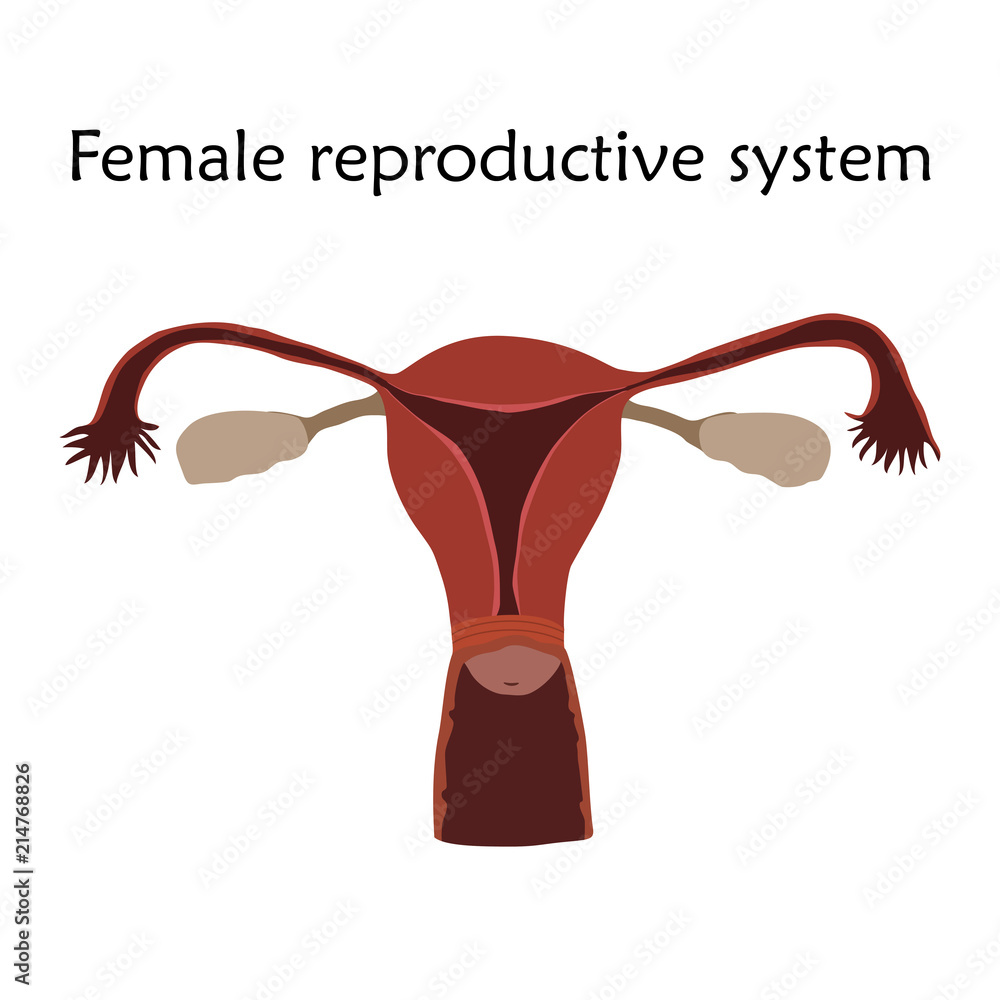 Female reproductive system. Anatomy flat vector illustration. White background. Stock Vector ...