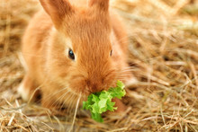 Rabbit Eating Leaf Free Stock Photo - Public Domain Pictures
