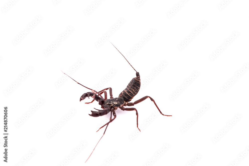 Vinegaroon Scorpion isolated on white background Stock Photo | Adobe Stock