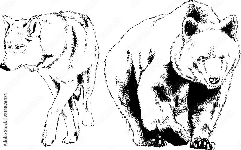 set of vector drawings on the theme of predators are drawn by hand with ...