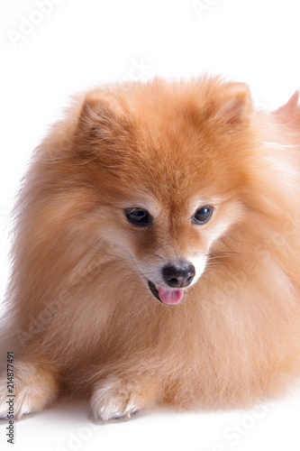 Beautiful, happy, relaxed and well behaved golden Pomeranian puppy dog ...