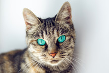 Turquoise Steampunk Cat Free Stock Photo - Public Domain Pictures