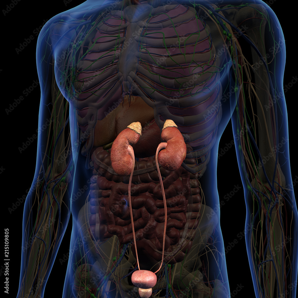 Kidneys Highlighted in Male Internal Anatomy of Chest and Abdomen Stock ...