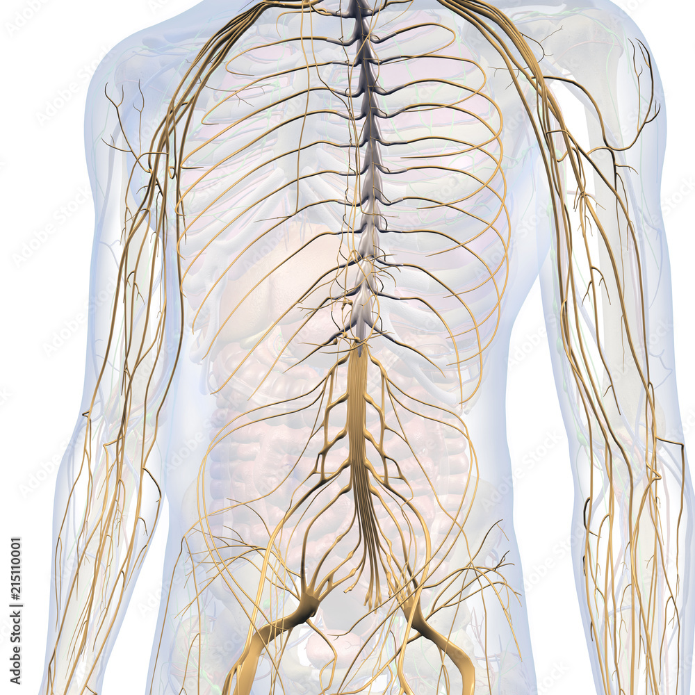 Nervous System Internal Anatomy in Male Chest and Abdomen Stock ...