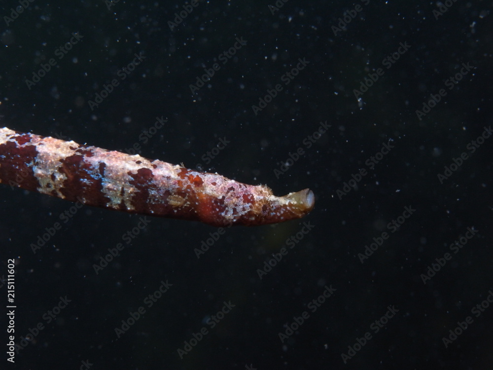 Javelin Pipefish-Lissocampus runa other name: West Australian Smooth ...