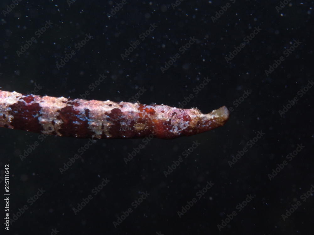 Javelin Pipefish-Lissocampus runa other name: West Australian Smooth ...