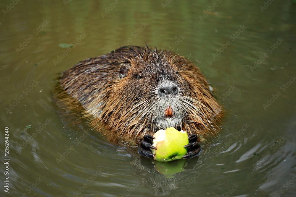 Funny looking ugly nutria, Myocastor coypus, big rodent, standing in ...