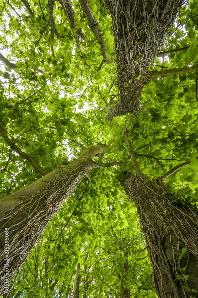 ภาพถ่าย Stock Maple tree with rank plants and vines climbing up tree ...