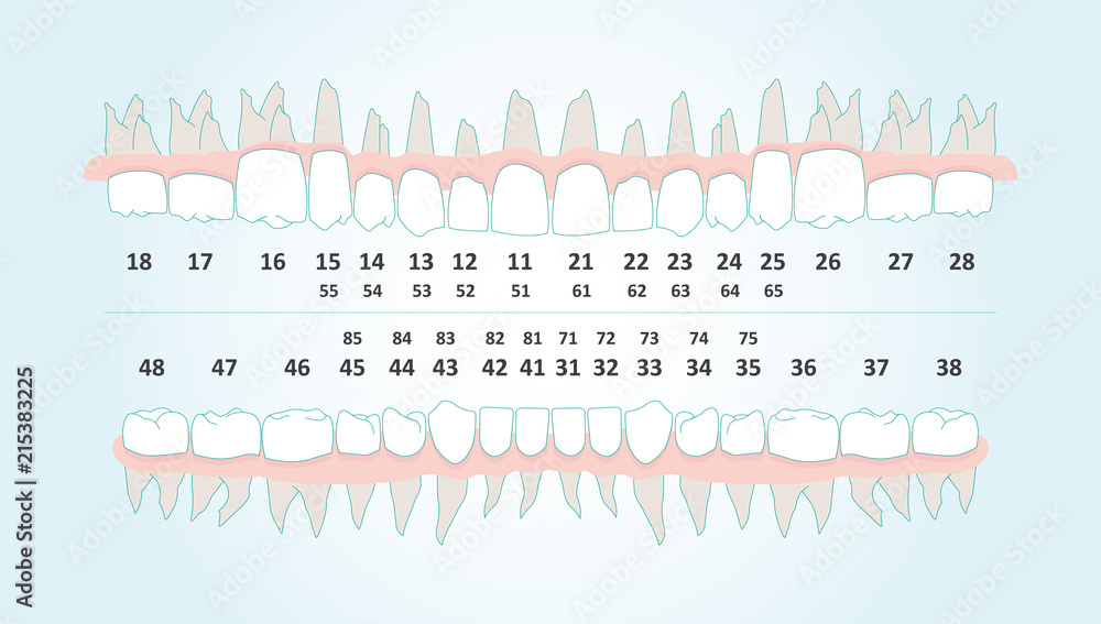 Dental row with number infographic illustration vector Stock Vector ...