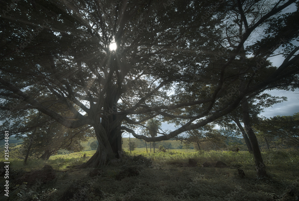 A sunburst is breaking through the dense crown of a tree with many ...