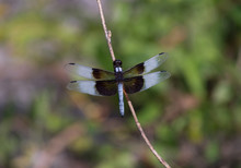 Male Widow Skimmer Dragonfly Free Stock Photo - Public Domain Pictures