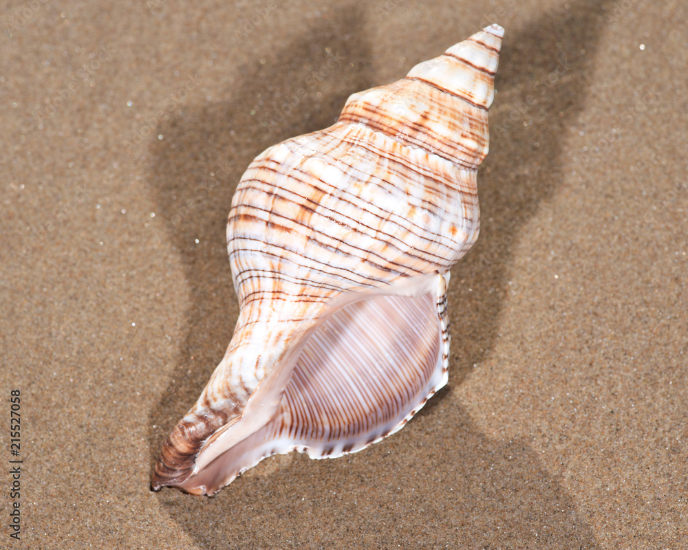 The mollusc (or mollusk) shell is typically a calcareous exoskeleton ...