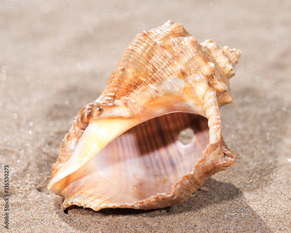 mollusc shell types