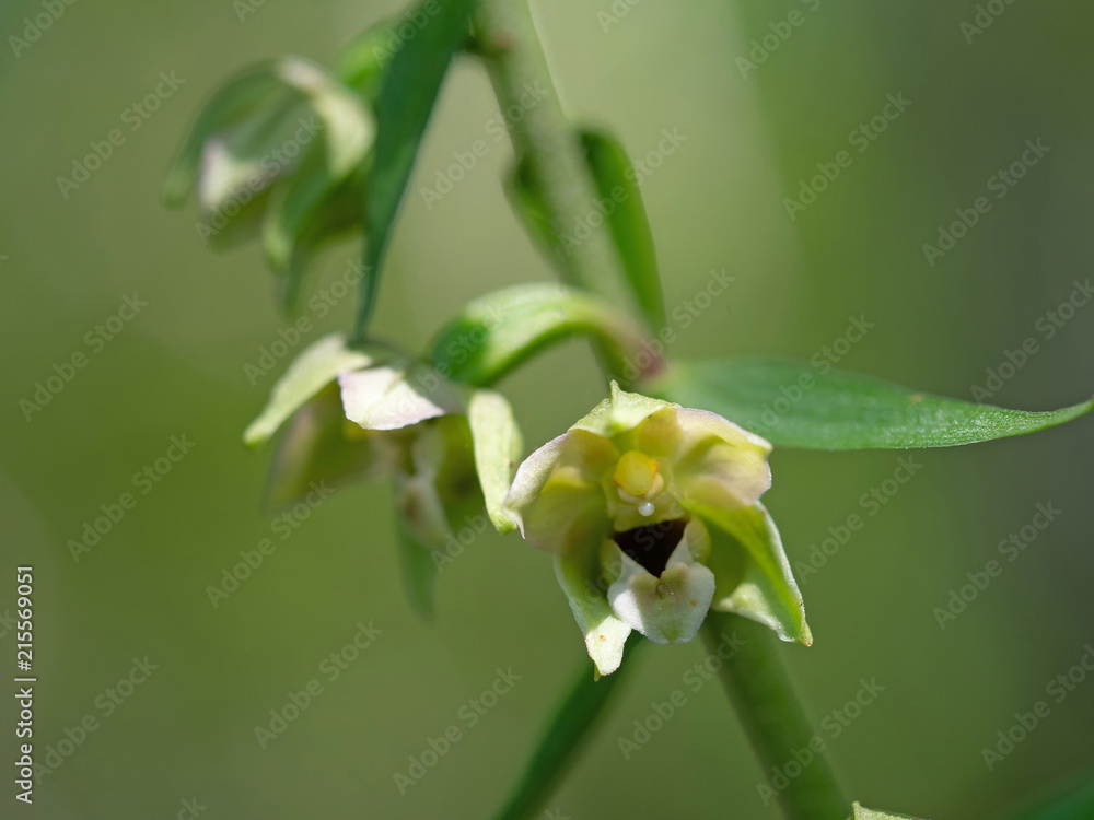 Epipactis helleborine, the broad-leaved helleborine, a terrestrial species of wild orchid ...