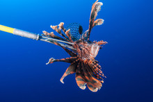 Lionfish Free Stock Photo - Public Domain Pictures