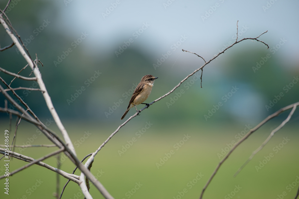 Female Siberian stonechat or Asian stonechat is a recently validated ...