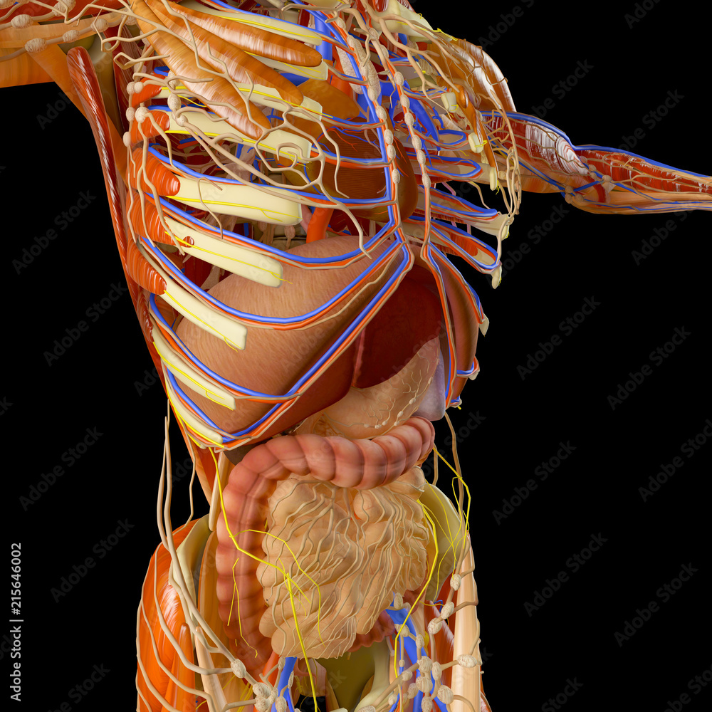 Corpo umano, sistema muscolare, persona, apparato digerente, anatomia ...