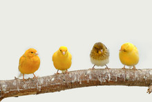 Four Birds On A Branch Free Stock Photo - Public Domain Pictures