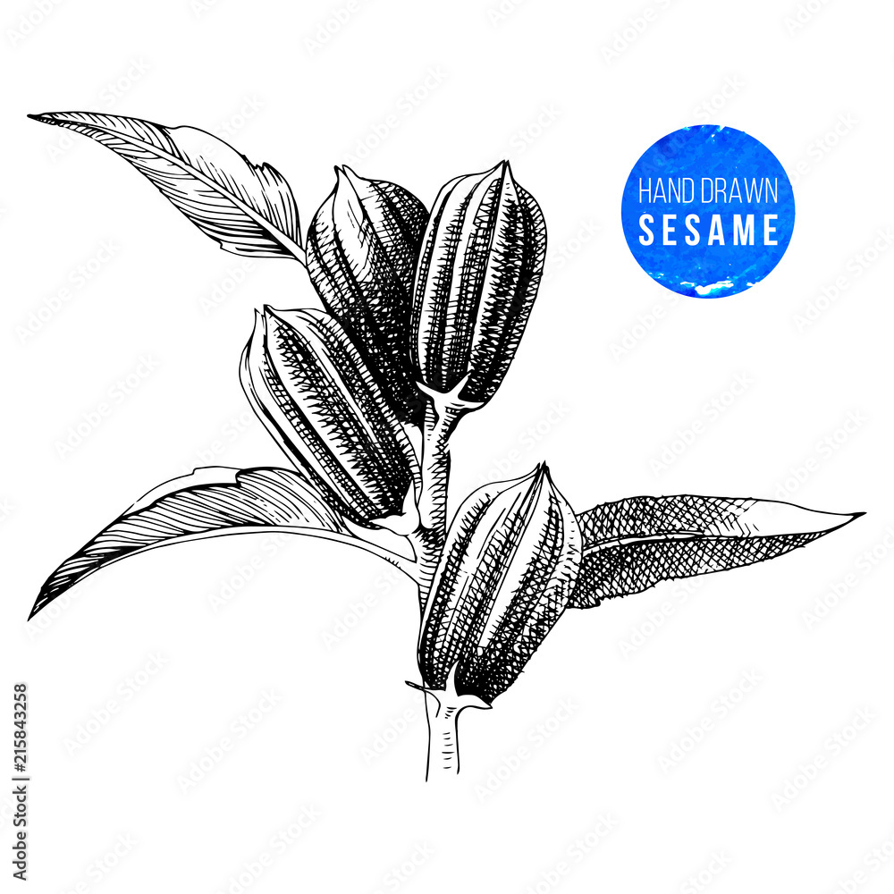 Hand drawn sesame plant Stock Vector | Adobe Stock