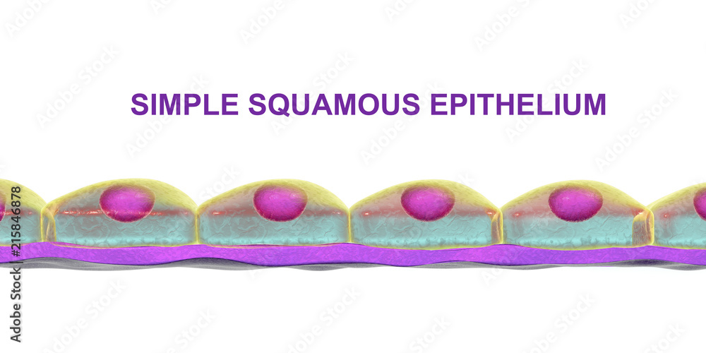Simple squamous epithelium, 3D illustration. Histology background. It ...