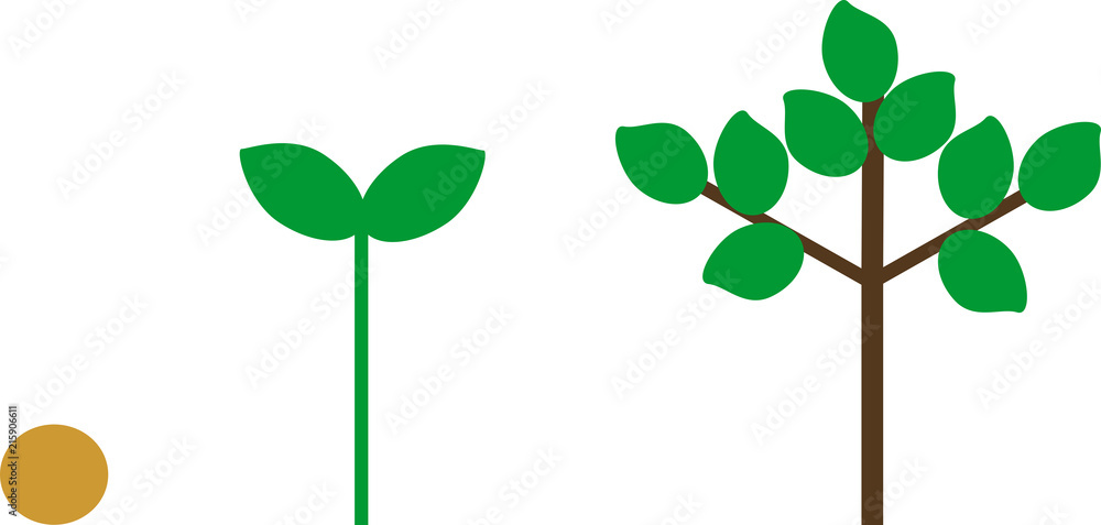 Life cycle of tree. Plant growth stage from seed to adult tree Stock ...