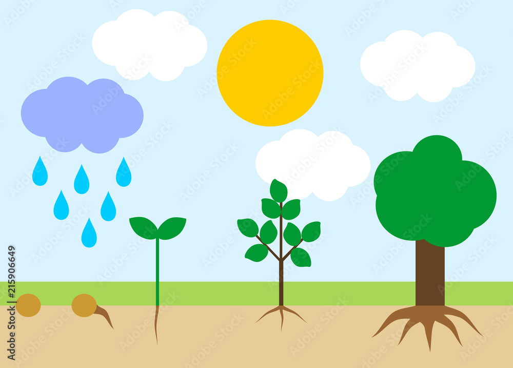 Landscape with life cycle of tree. Plant growth stage from seed to tree ...