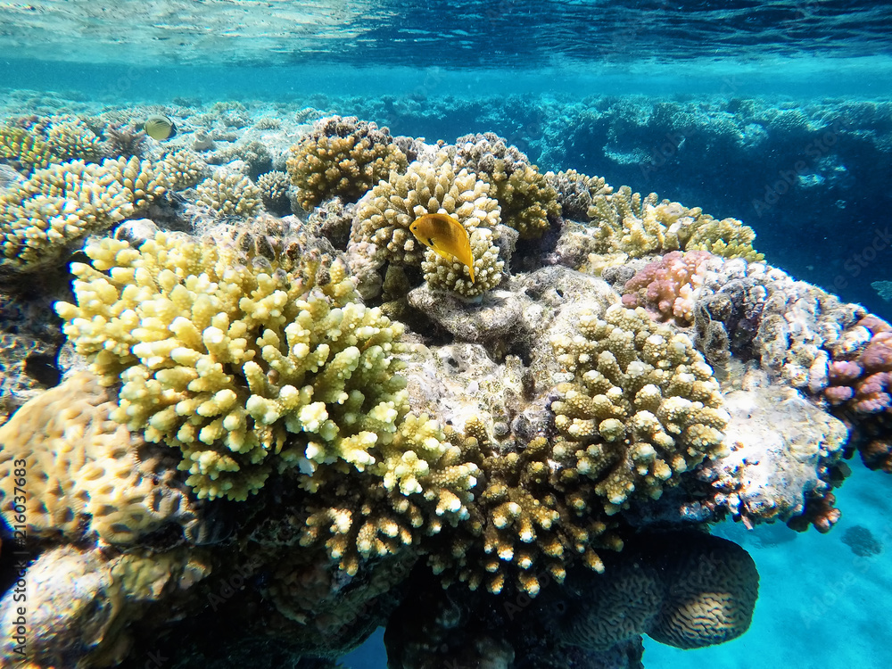 Coral reefs under water Stock Photo | Adobe Stock