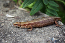 Llittle Brown Skink Lizard Free Stock Photo - Public Domain Pictures