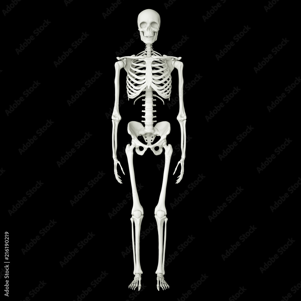 human skeleton background
