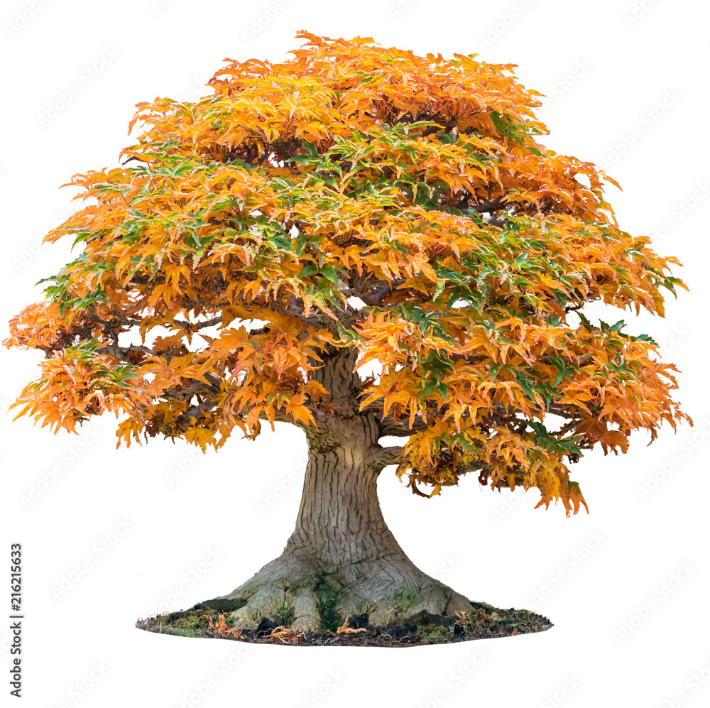 Yellow maple tree acer palmatum tree of trident maple in autumn ...