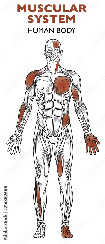 Corpo umano, sistema muscolare, anatomia dell'uomo, vista frontale ...