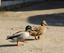 White Duck Walking Away Free Stock Photo - Public Domain Pictures