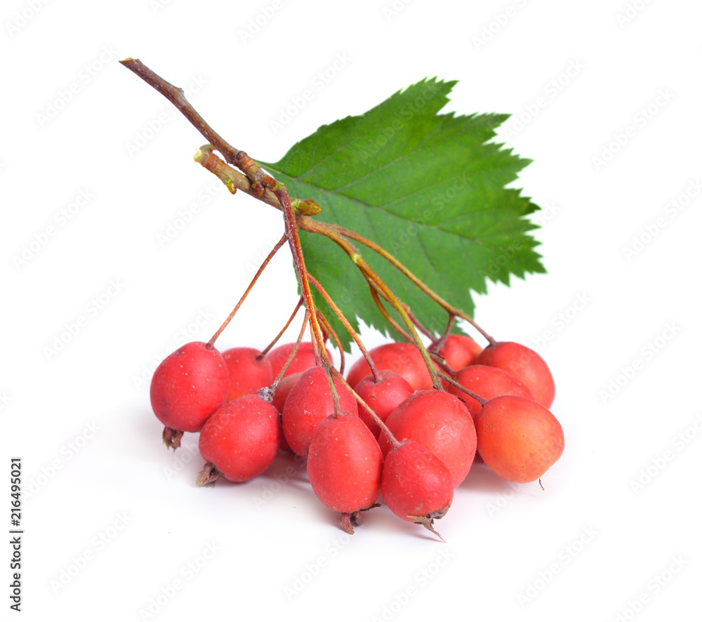 Стоковое фото «Crataegus sanguinea, common names redhaw hawthorn or ...