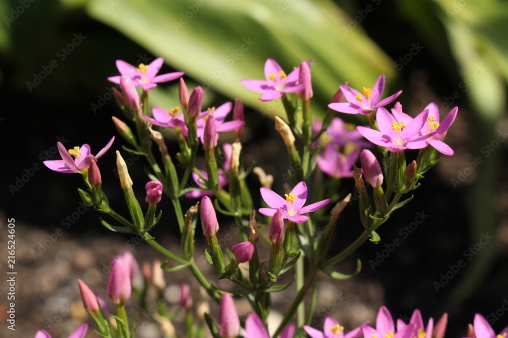 "Lesser Centaury" flowers (or Branched Centaury) in St. Gallen ...
