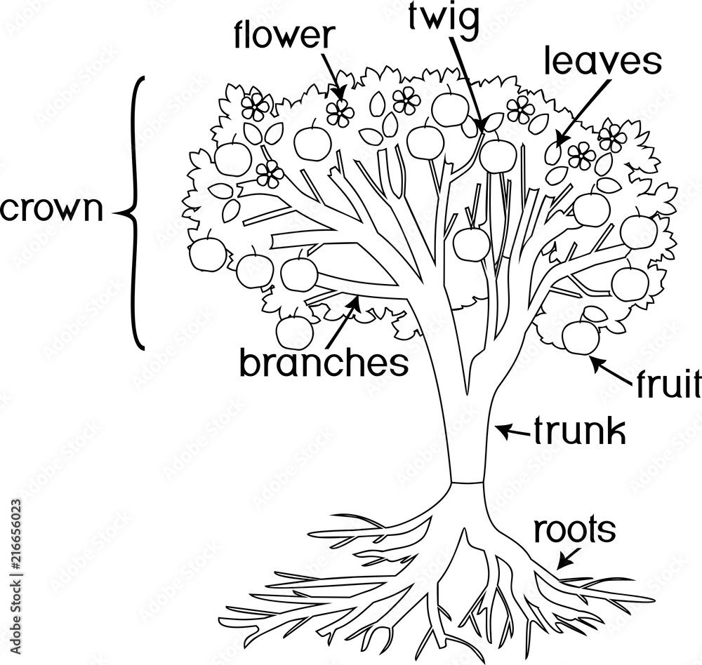 Coloring page. Parts of plant. Morphology of tree with crown, root ...