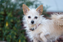 Dog Cute White Scruffy Free Stock Photo - Public Domain Pictures