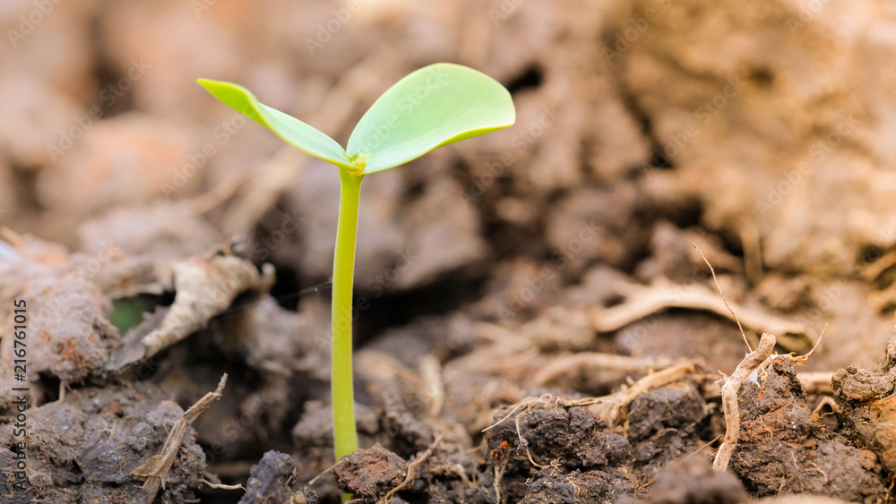 Agriculture and seedling tree concept with macro photo of seedling tree ...