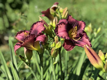 Deep Red Lily Free Stock Photo - Public Domain Pictures