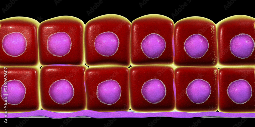 Stratified cuboidal epithelium, 3D illustration. Histology poster Stock ...