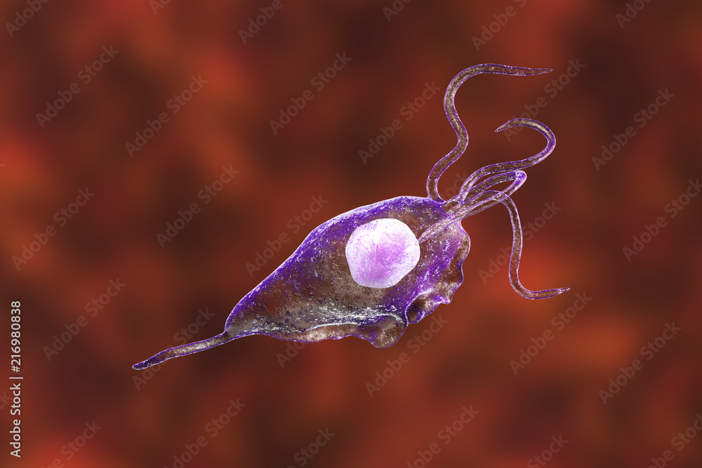Stock-Illustration „Trichomonas vaginalis protozoan, 3D illustration. A ...