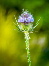 Teasel, Thistle, Vegetable Free Stock Photo - Public Domain Pictures