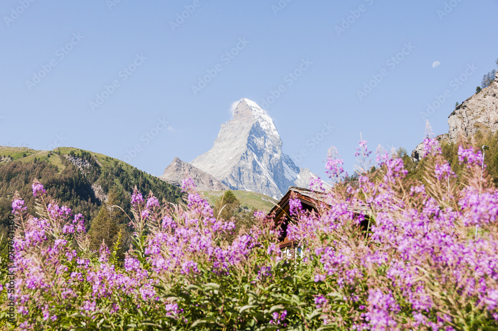 Foto de Stock Zermatt, Furi, Zmutt, Bergblumen, Bergwiese, Matterhorn ...